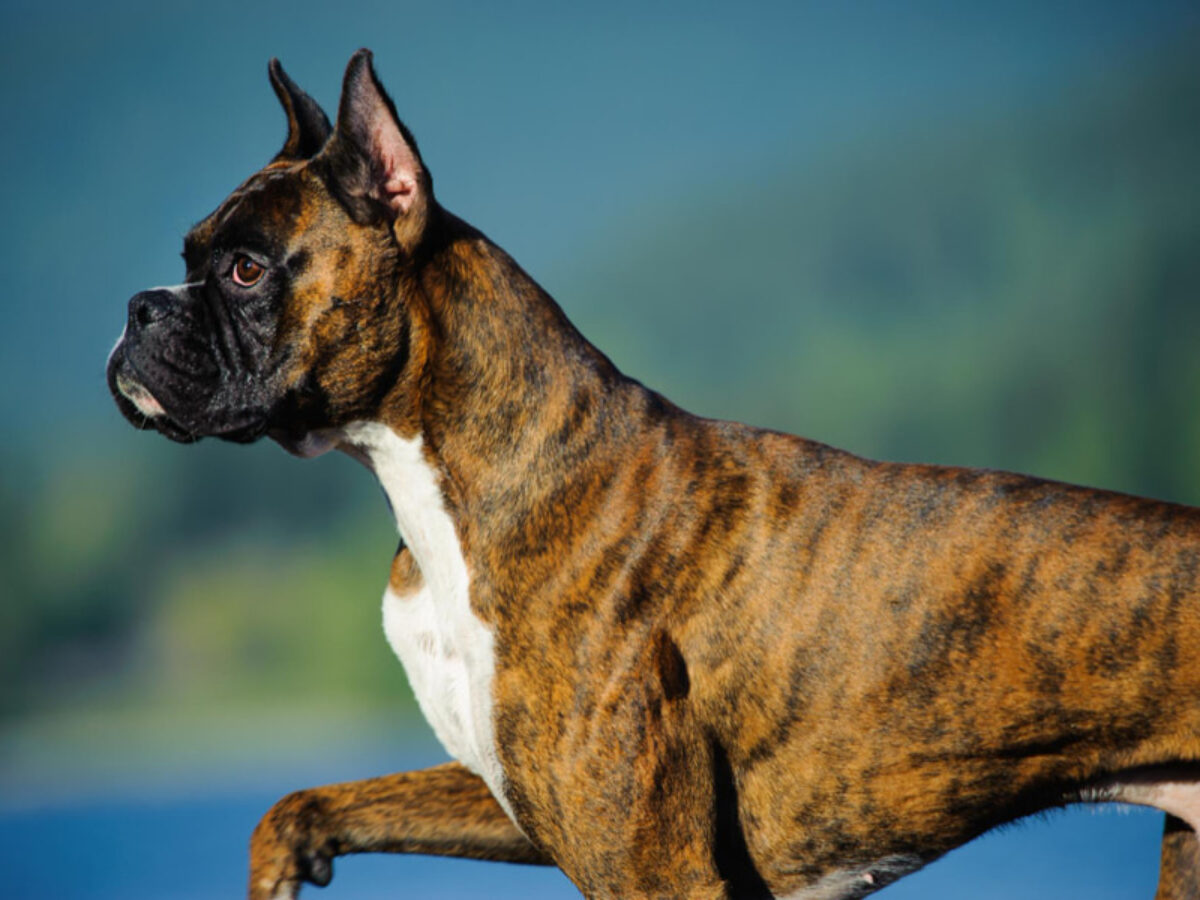 Perros Perro Boxer Perros Y Cachorros Puerto Rico Cachorro Boxer