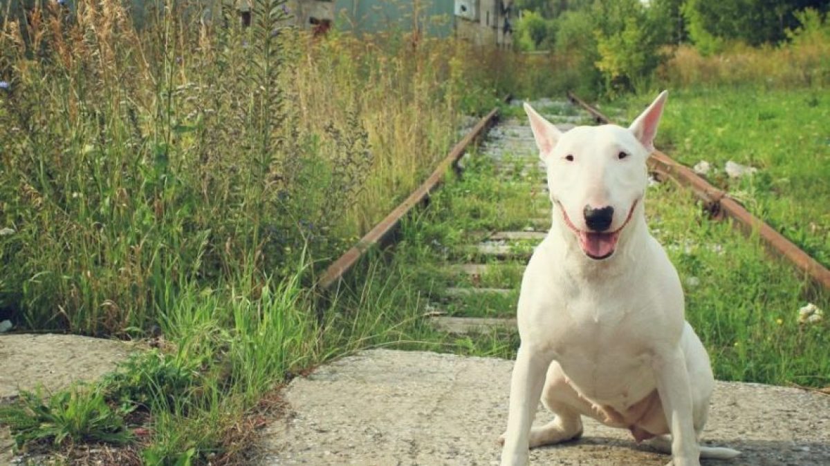 Los Bull Terrier Son Buenos Con Otros Perros
