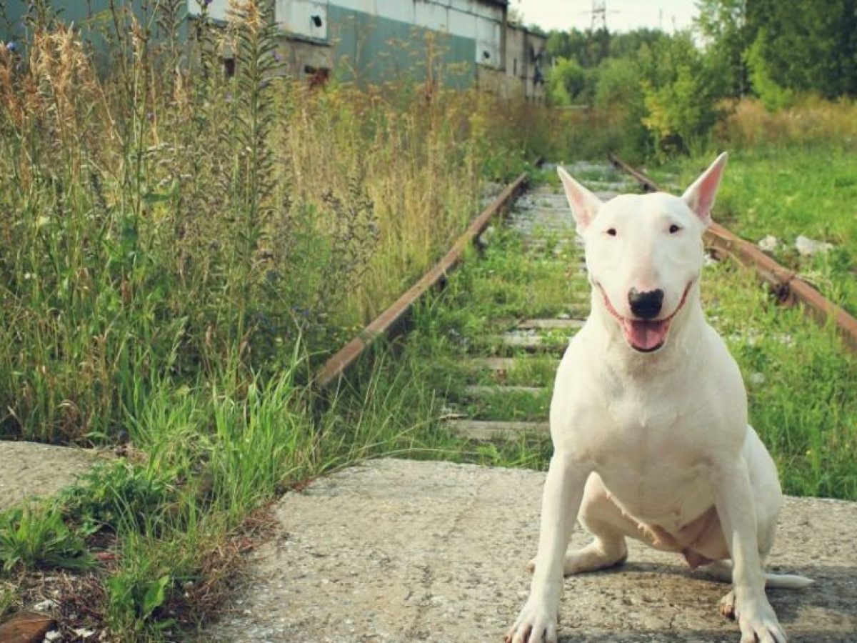 Que Saber Del Bull Terrier Ingles