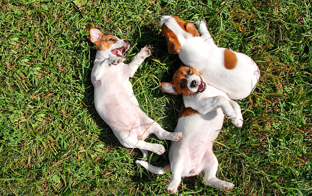 Tipos de perros: ¿Cómo elegir un cachorro? - Tiendanimal
