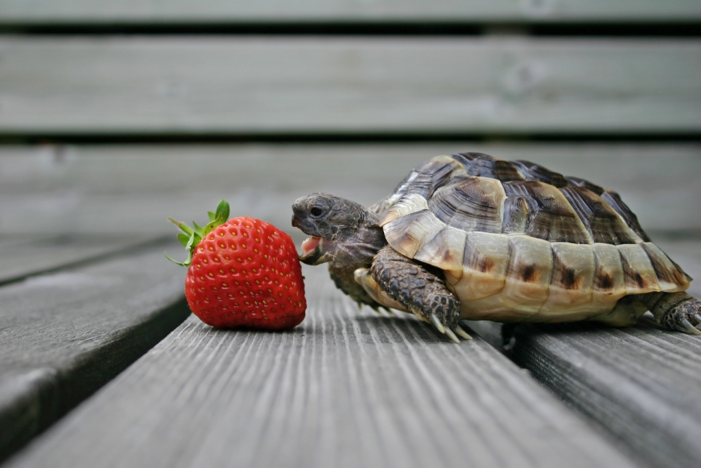 ¿Qué comen las tortugas de tierra? - Alimentación y dieta equilibrada