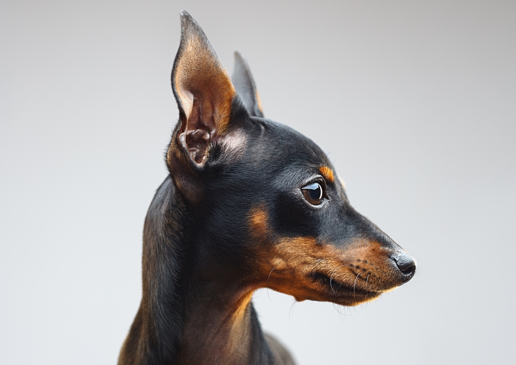 Mini Pincher - Tiendanimal