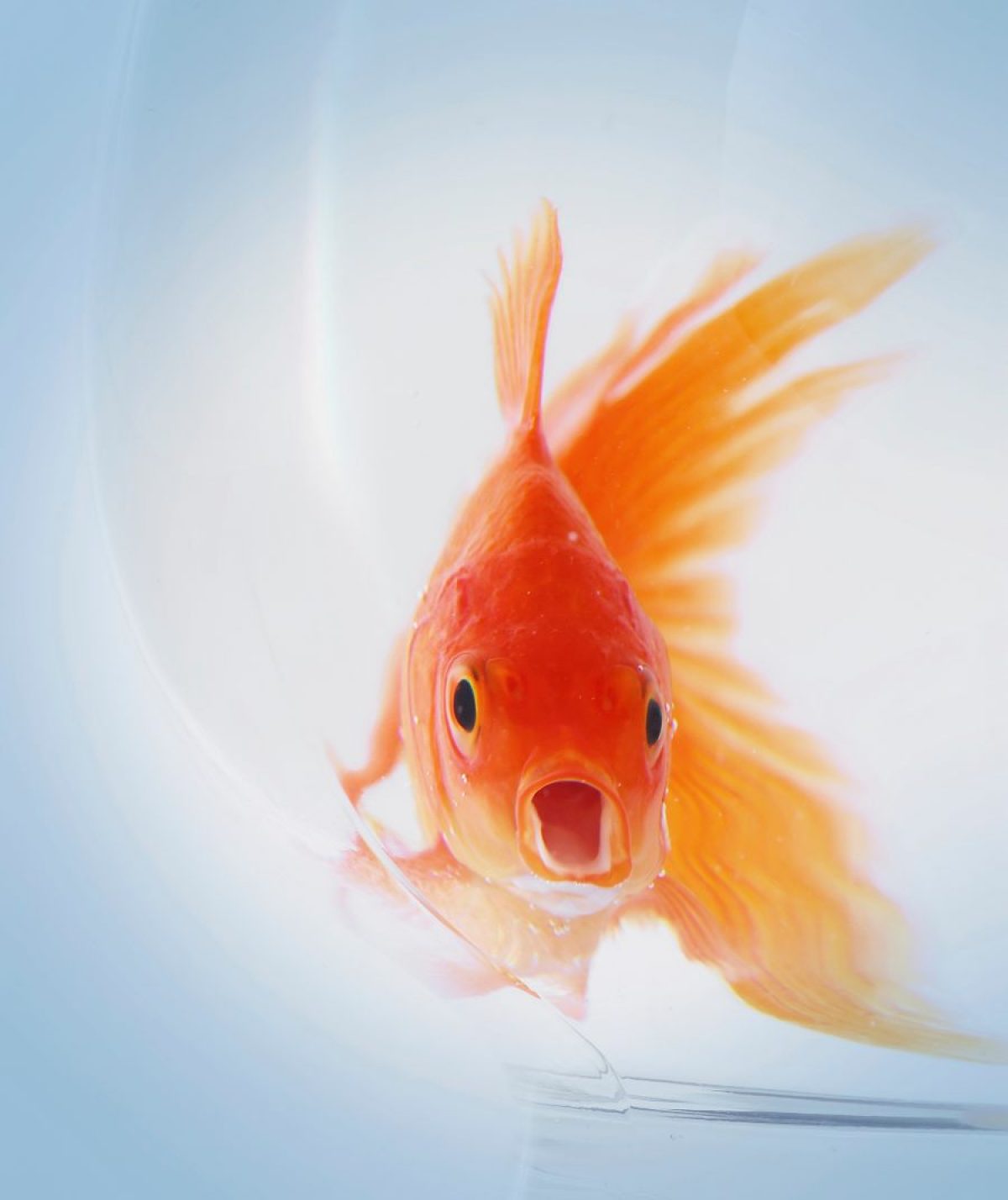 Los Gusanos Se Mueven En La Caca De Perro