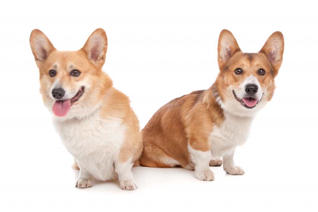 El perro de la raza Corgi