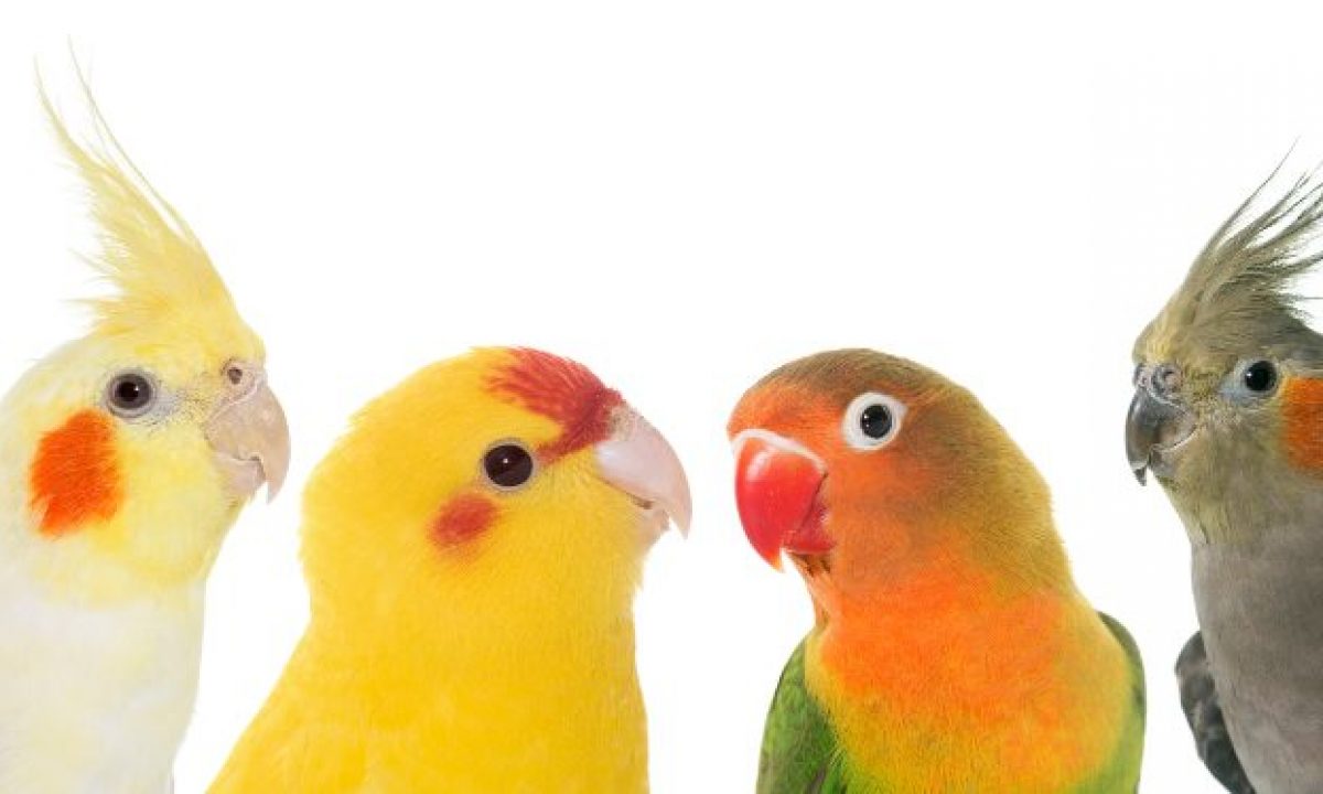 Lista De Tipos De Aves Como Mascotas 60 Nombres De Animales En Inglés