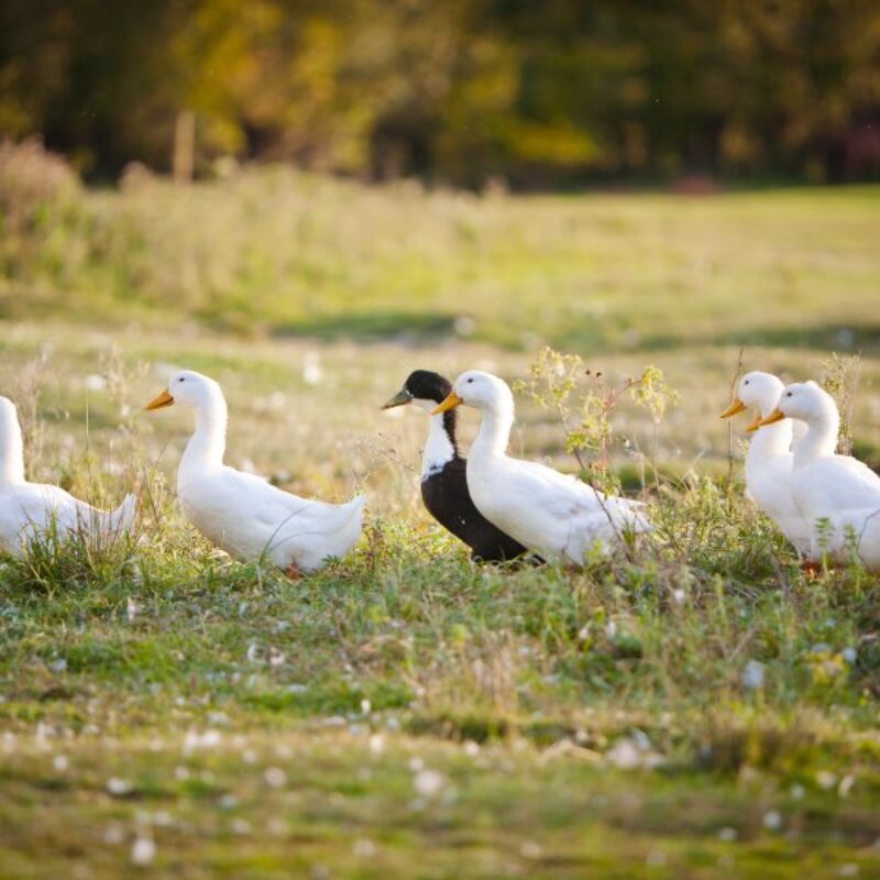 Raza De Patitos Amarillos 6 Tipos De Patos 🐣Razas De Patos