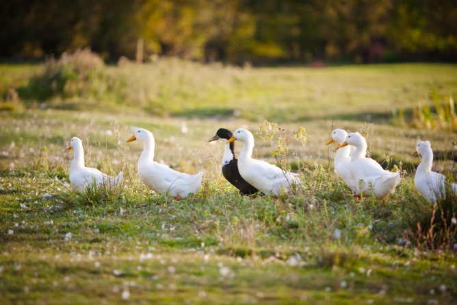 ¿Qué comen los patos? - Tiendanimal