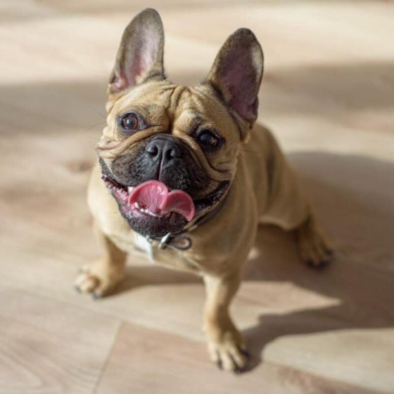 Son Bulldogs Frances Buenos Perros De Granja