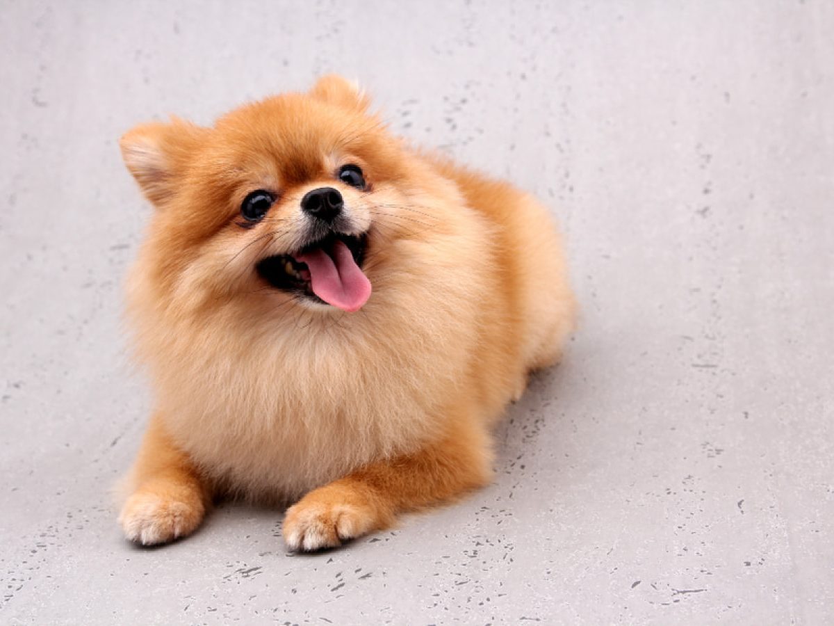 Cual Es La Raza De Spitz Aleman