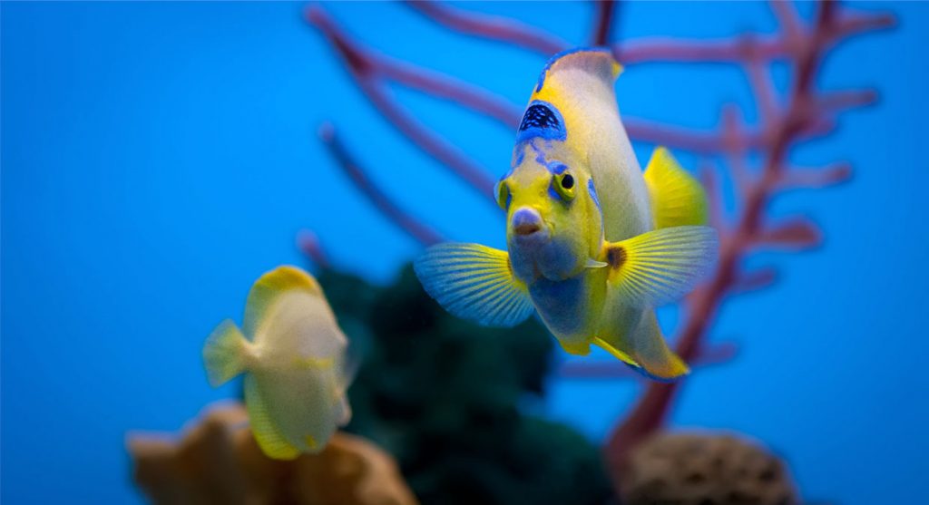 Los peces más raros del mundo - Tiendanimal