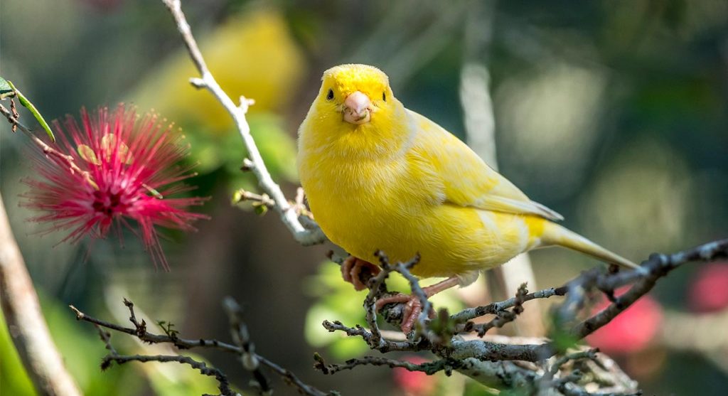 Canarios de color: Tipos y características - Tiendanimal