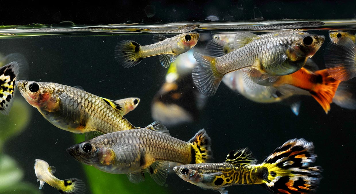 ¿Cómo puedes criar guppys en tu acuario? - Tiendanimal