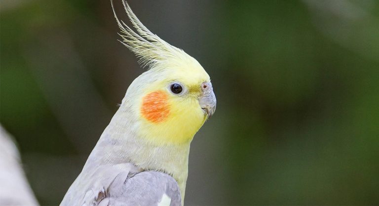 Ninfas: un ave ideal para principiantes - Tiendanimal