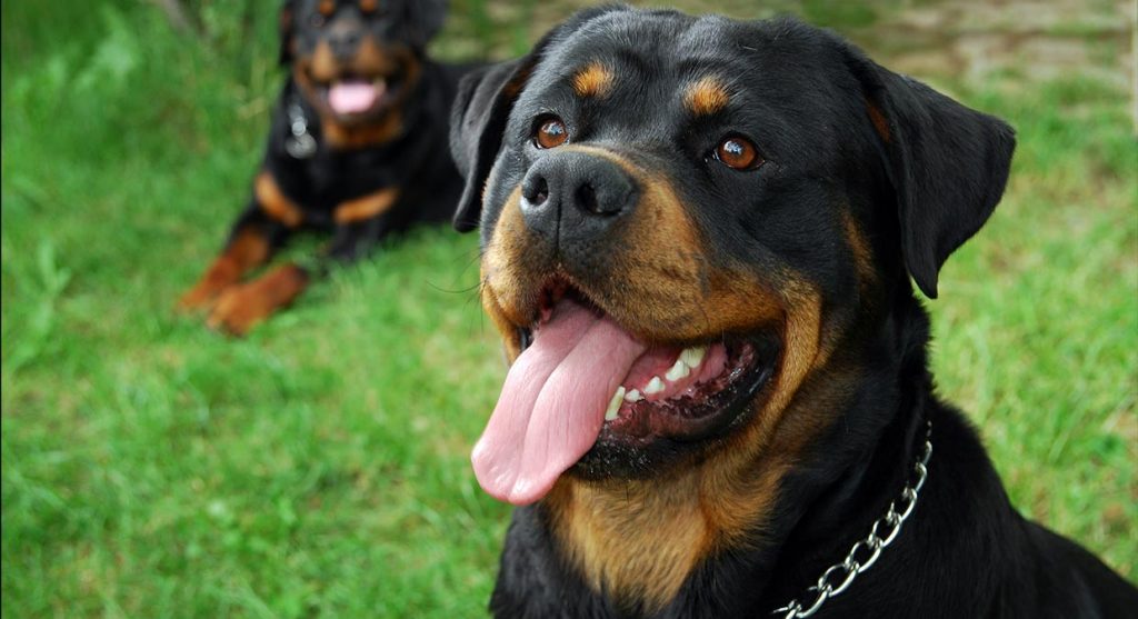 ¿Cuál es el origen del rottweiler? Historia y características de esta raza