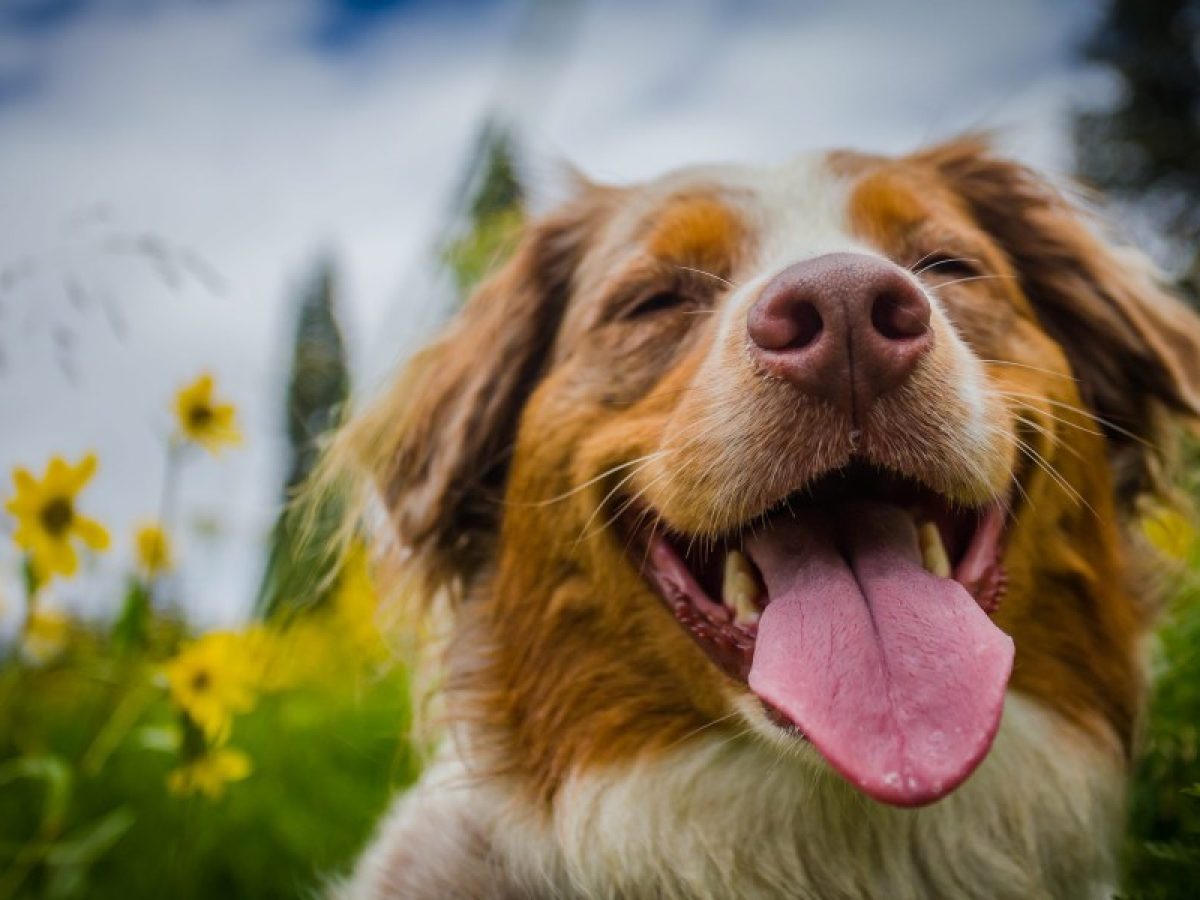 Cómo Se Detiene La Coprofagia Del Perro
