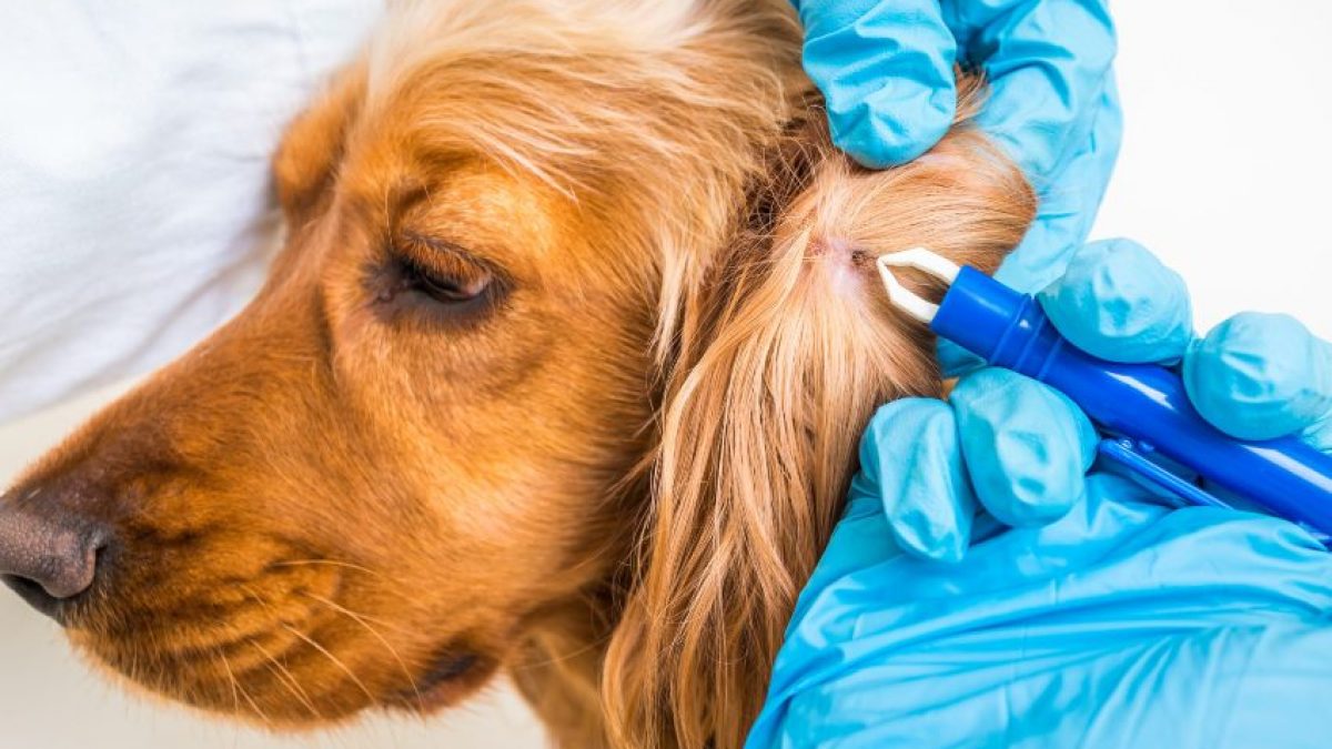 Como Quitar Garrapatas Y Pulgas De Las Orejas De Los Perros
