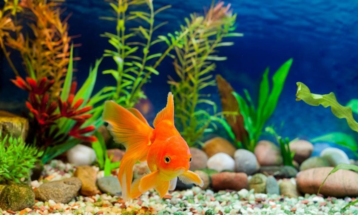 Fondos De Peceras De Agua Dulce 🐠 Peces De Acuario De Agua DULCE