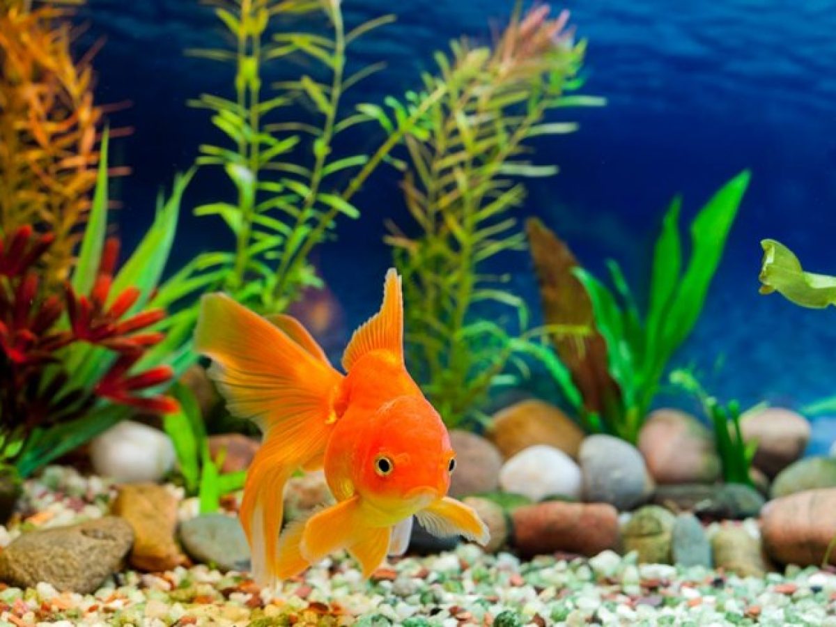 Especies De Peces De Acuario De Agua Dulce 🐠 ¡Nuevas Especies De