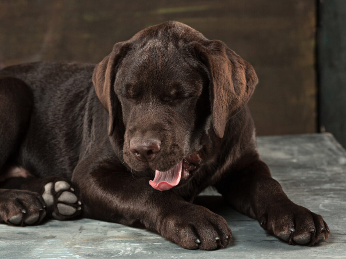 Como Saber Si Mi Perro Tiene Tos De Las Perreras