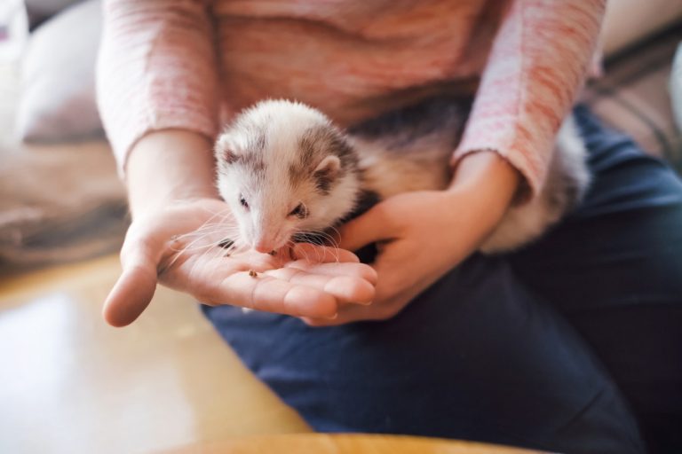 Curiosidades sobre los hurones - Tiendanimal