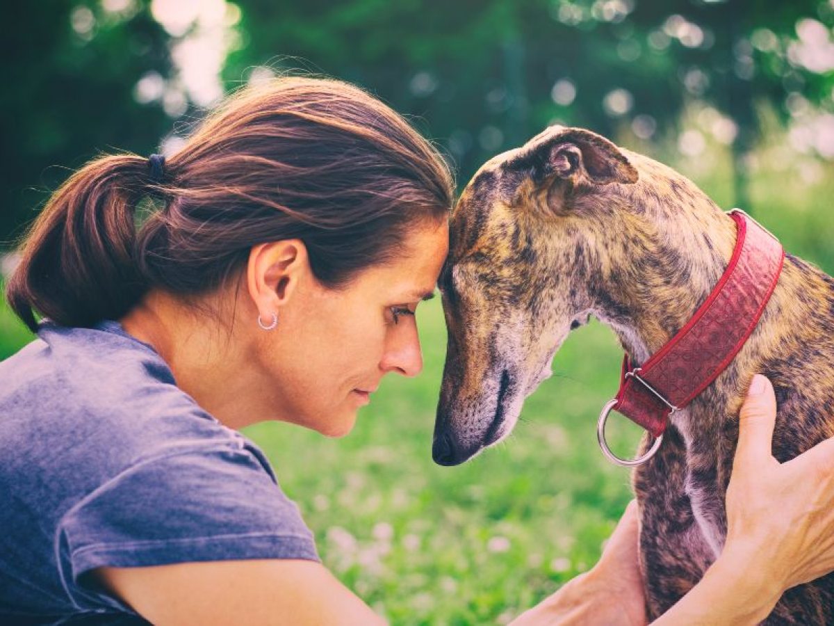 Por Qué Se Inclinan Los Galgos