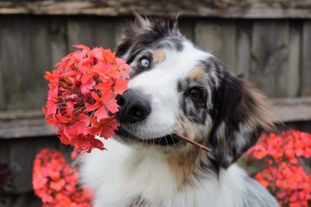 Hierbas Medicinales para Perros | Tiendanimal