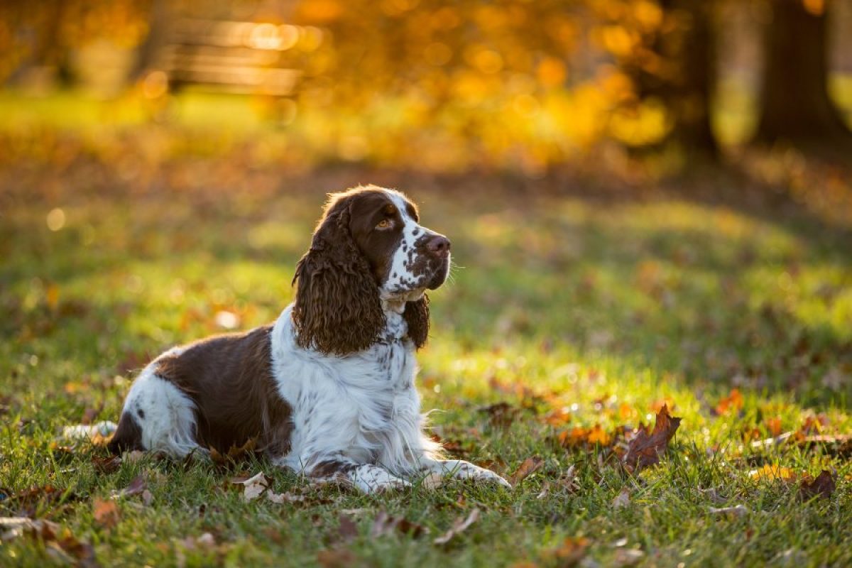 Son Los Springer Spaniels Ingleses Buenos Perros De Familia