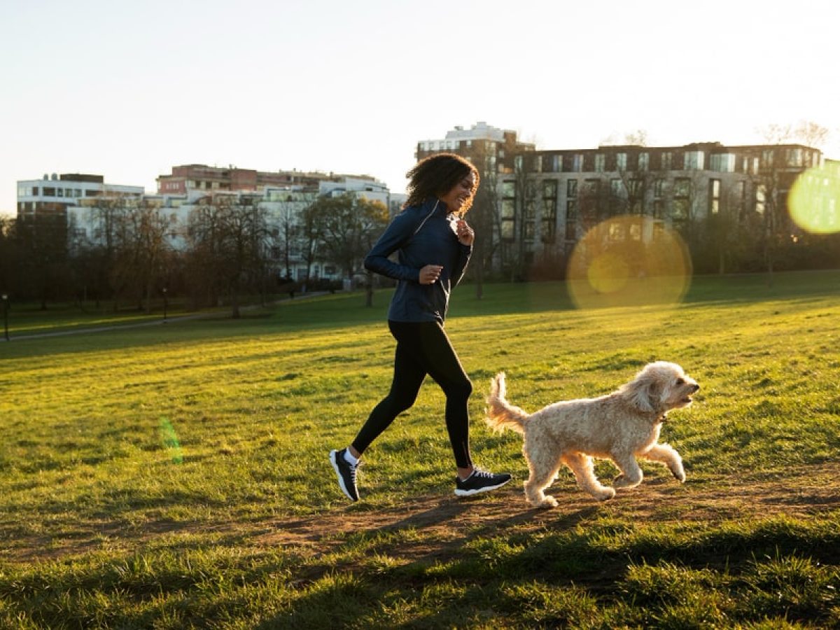 El Color Corre Seguro Para Los Perros