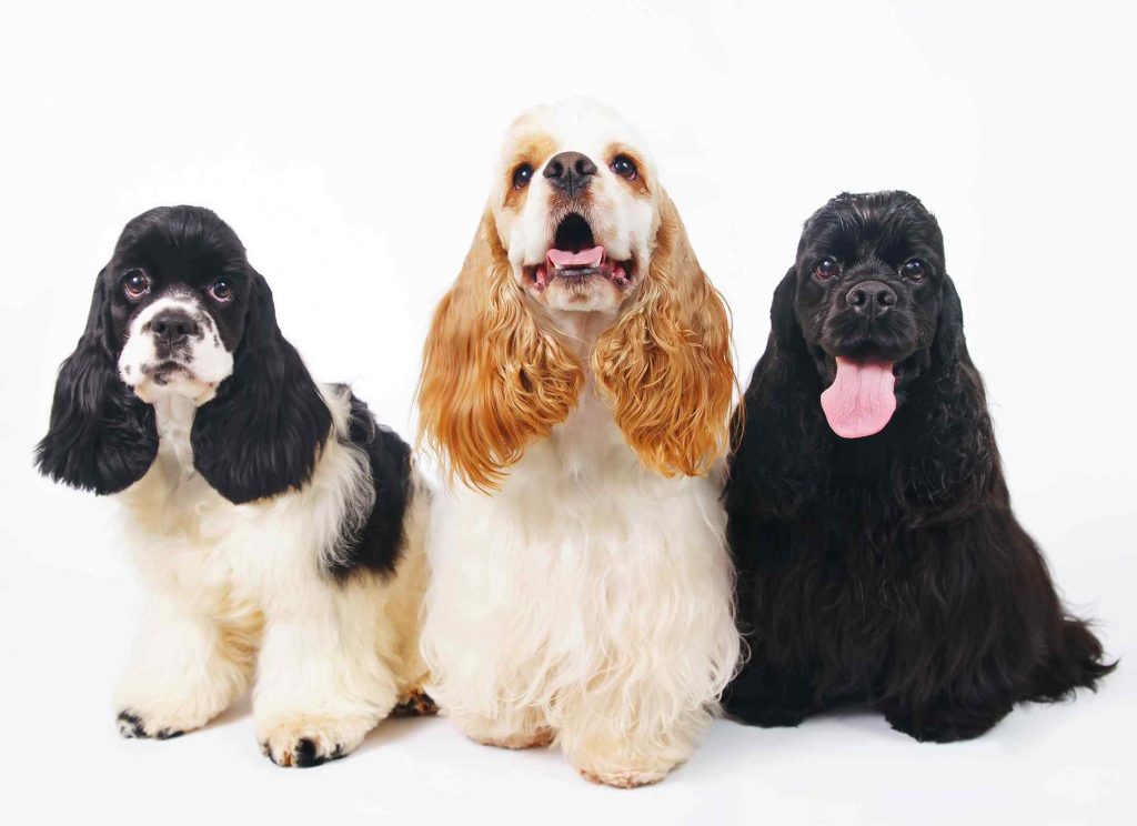 Cocker Spaniel Americano - Cuidados y Consejos | Tiendanimal