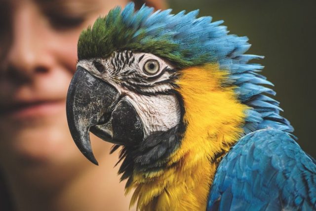 ¿Qué comen los loros? - Consejos para su alimentación | Tiendanimal