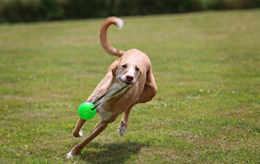 Podenco andaluz- Cuidados y Consejos | Tiendanimal