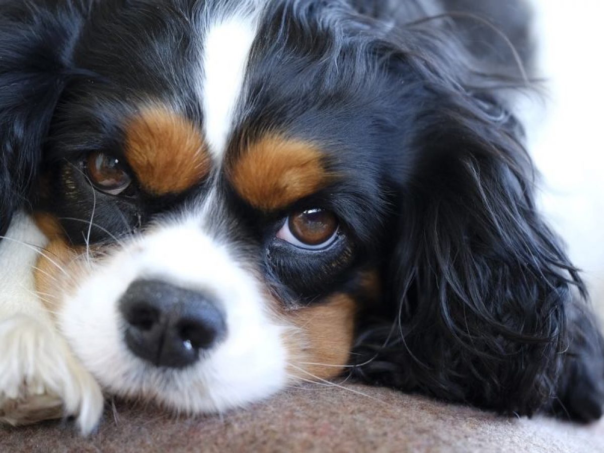 Es Cavalier King Charles Spaniel Un Perro De Compañía