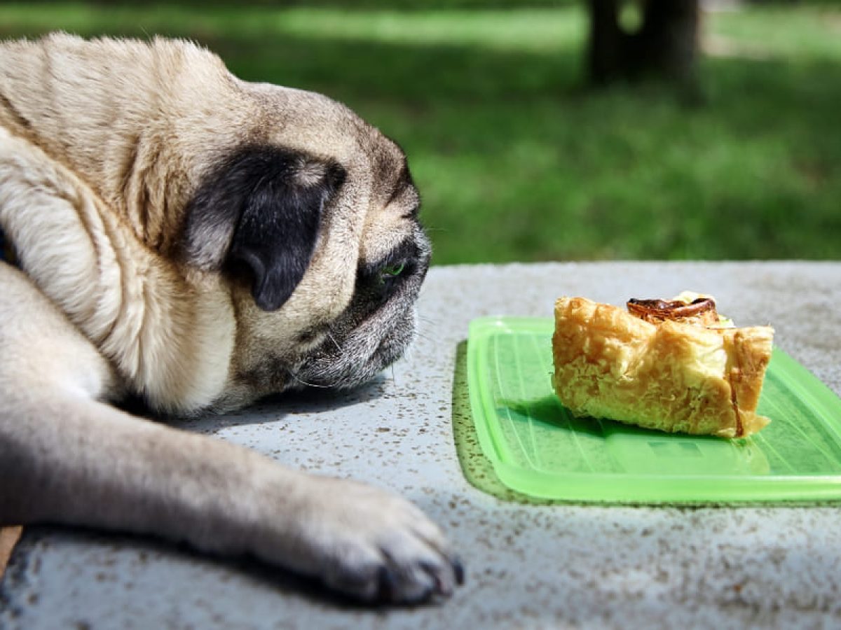 Puedes Alimentar A Los Perros Con Papas Fritas
