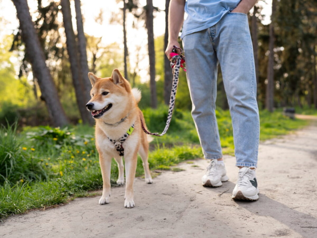 Puedes Pasear A Un Perro