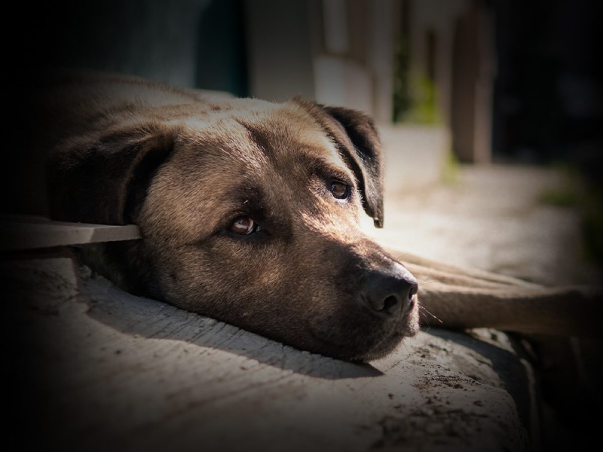 Como Encuentras Un Perro Perdido
