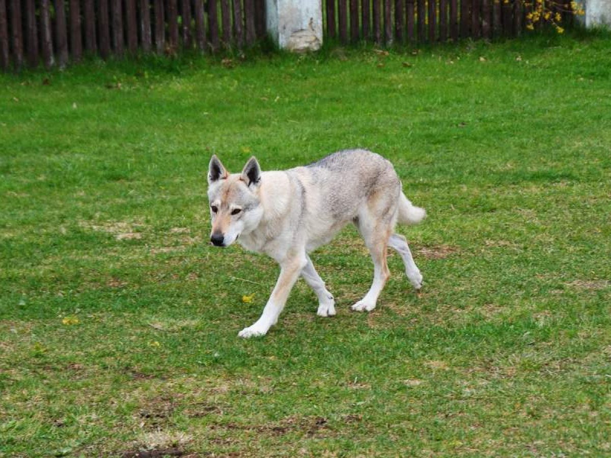 Cachorros De Lobo Con Alas Perro Lobo Americano Sin Complicaciones 2