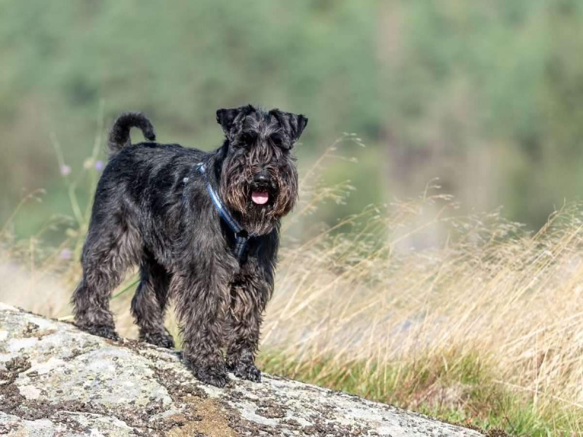 Schnauzer Miniatura Hembra De Color Negro Schnauzer Gigante