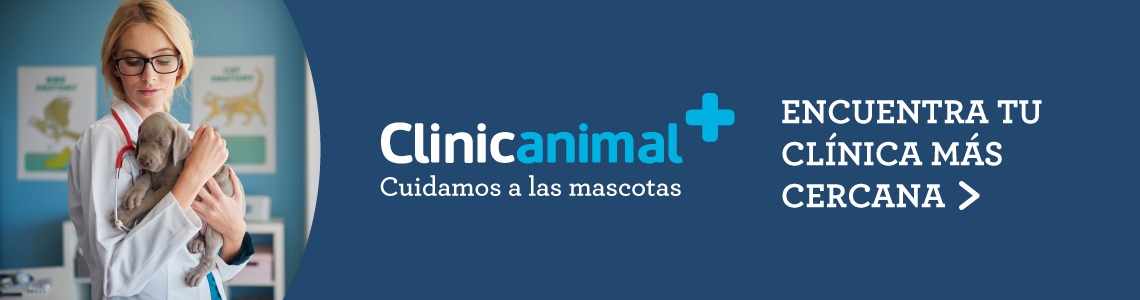 Qué es la pododermatitis en perros: síntomas y prevención | Tiendanimal