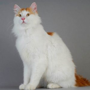 Gato Van Turco: Características, Cuidados y Carácter | Tiendanimal