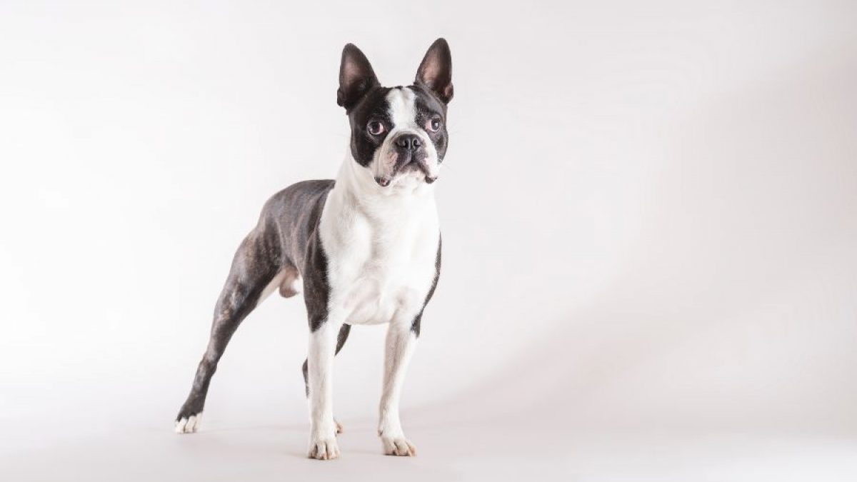 Que Perros Hacen Un Boston Terrier