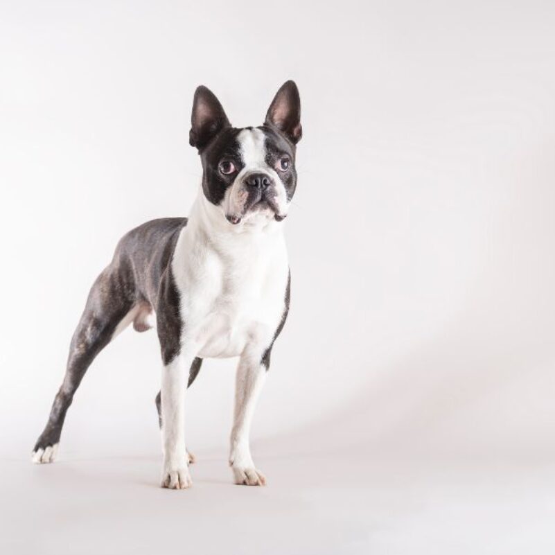 Son Los Boston Terriers Pegajosos