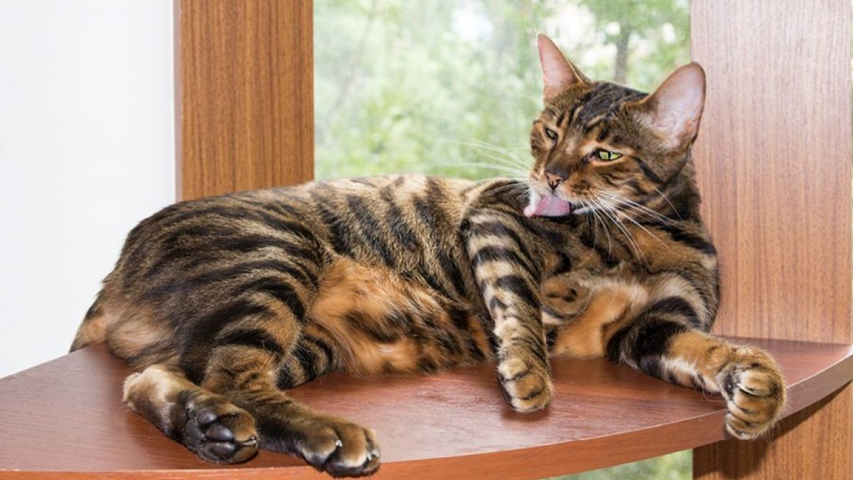 Gato De La Casa Toyger Toyger Kitten Worldwide