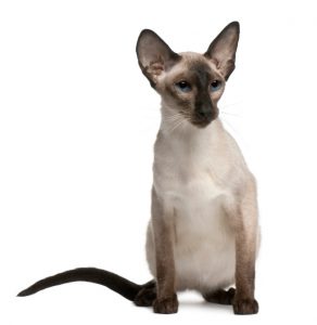Gato Balinés: Características y Curiosidades | Tiendanimal