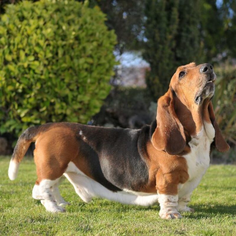 Razas Mixtas De Basset Hound