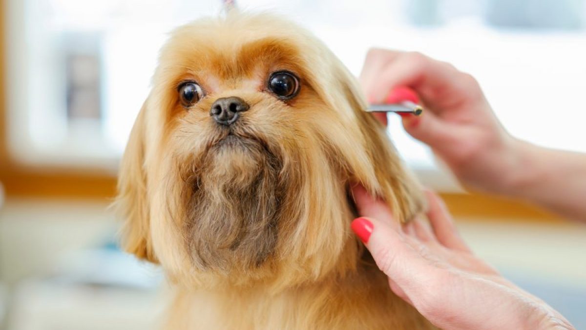 Funciona El Desenredante De Pelo En Perros