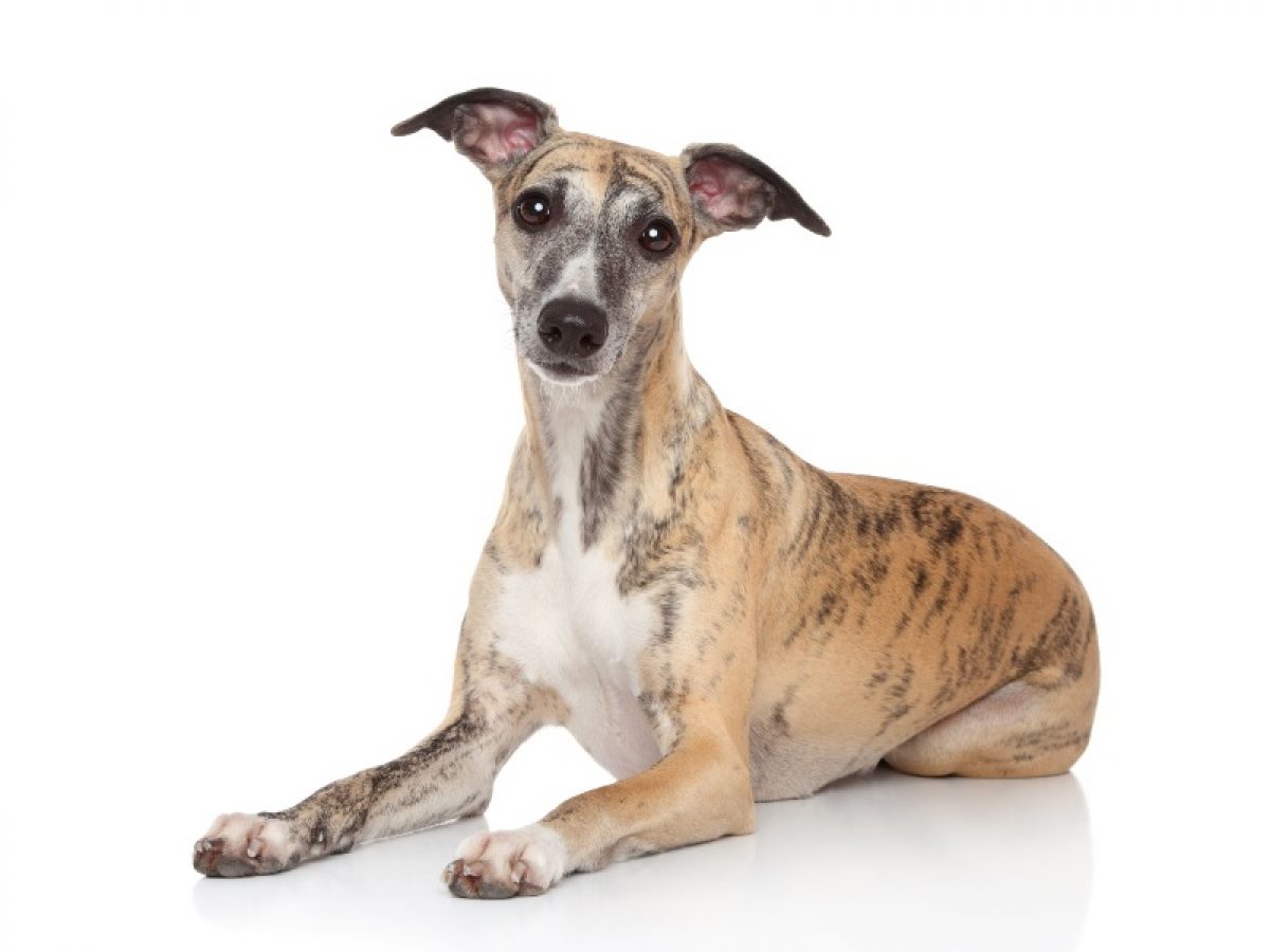 Razas De Perros: Whippet Caracteristicas Y Cuidados, 59% OFF