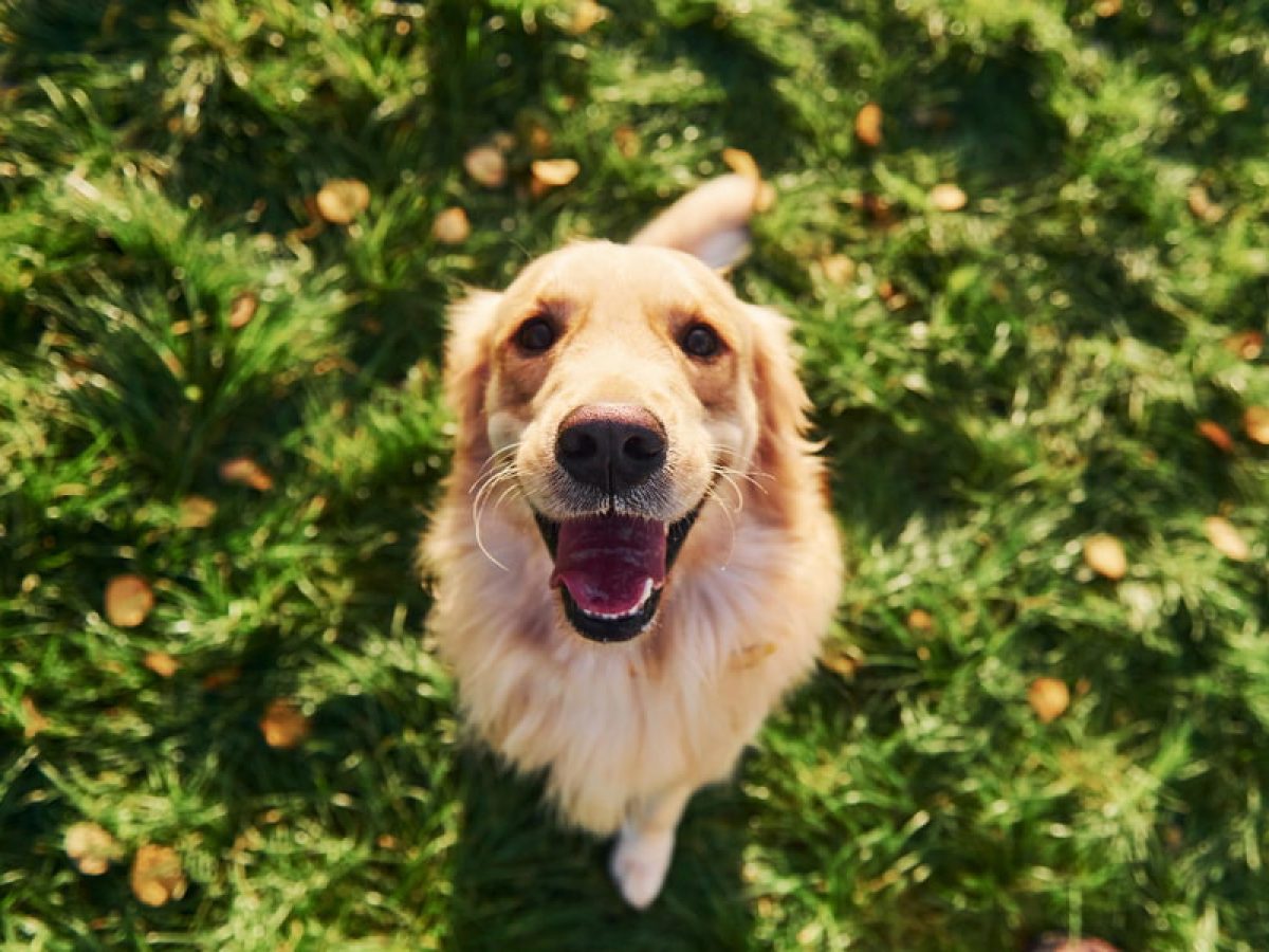 Cuánto Son Los Perros En La Felicidad Son Las Mascotas