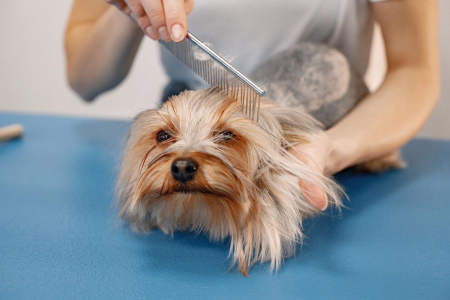 ¿Por qué mi perro tiene caspa? Causas y soluciones | Tiendanimal