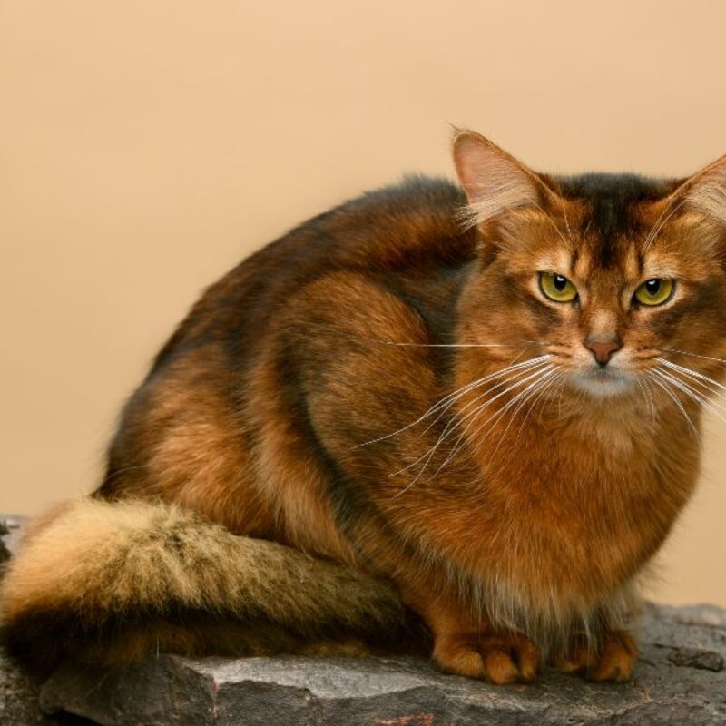 Gato Somali Fulvo