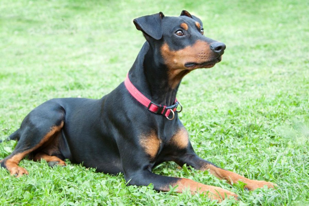 Son Doberman Pinschers Alemanes